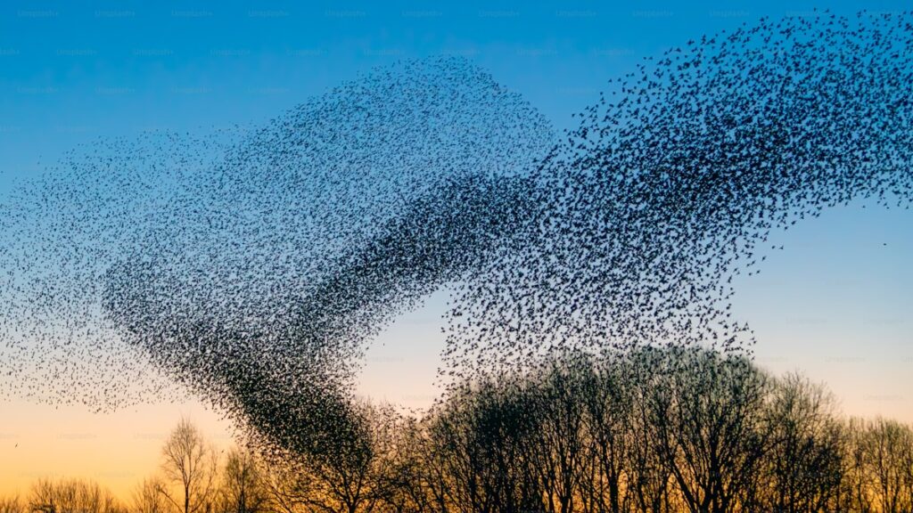 Locust Swarm 2020: More Challenges for India – The World Hour