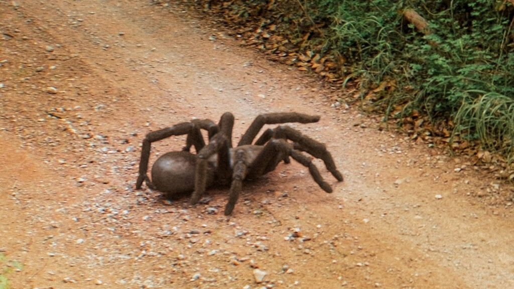 J’ba Fofi: Unraveling the Enigma of Legendary Congolese Giant Spider ...