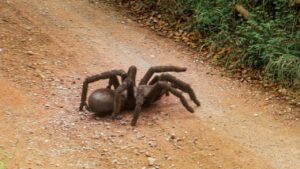 J’ba Fofi: Unraveling the Enigma of Legendary Congolese Giant Spider ...